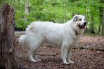 Westminster Dog Show 2026 Agility, Obedience, and Best in Show