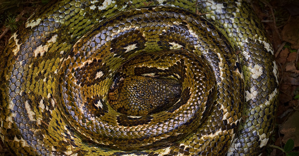 Damballa is the Vodou Loa of the Masculine Side of Nature