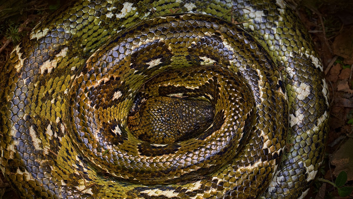 Damballa is the Vodou Loa of the Masculine Side of Nature