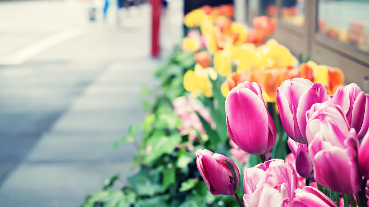 Spring in New York City is Blooming